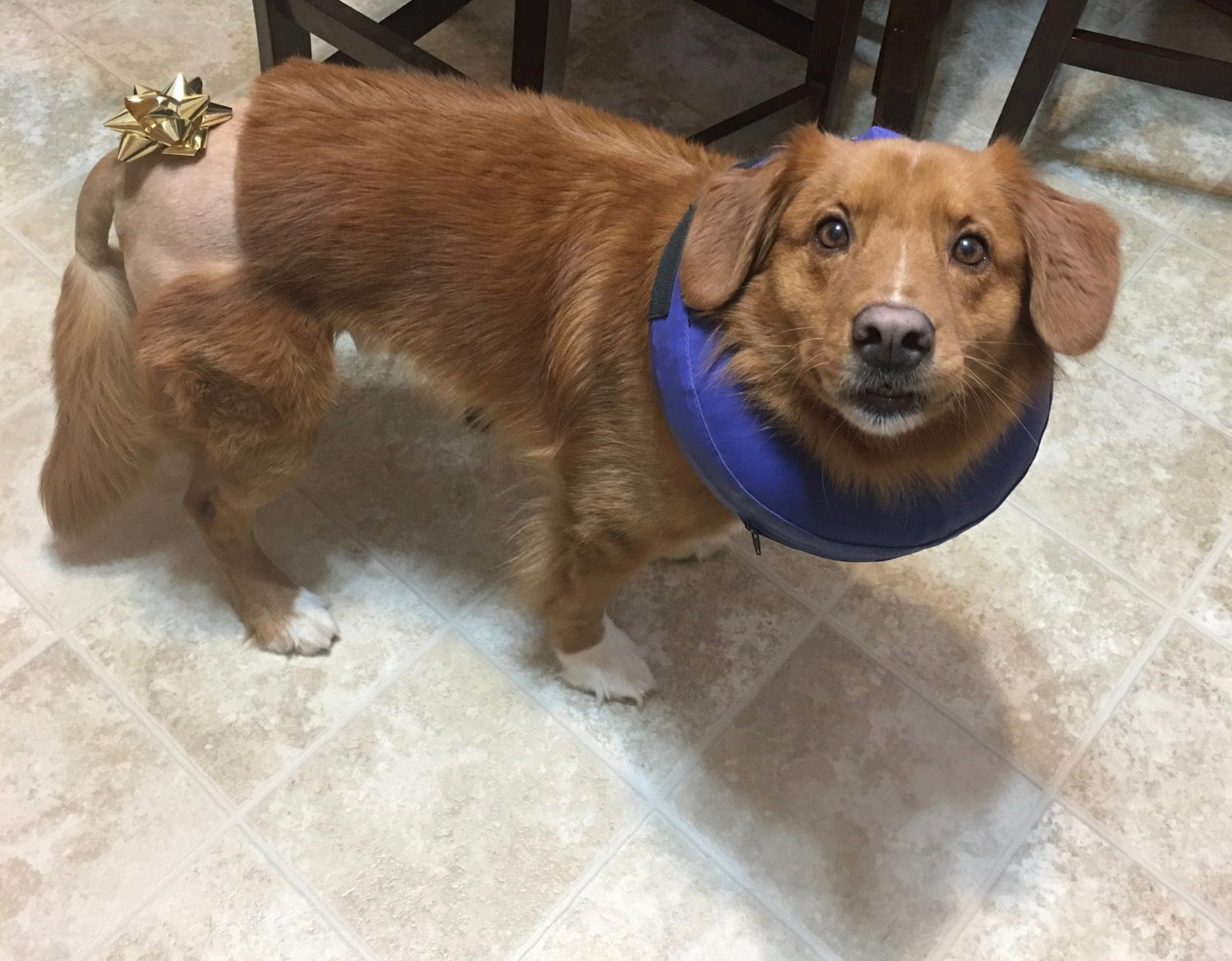 How to Keep a Good Dog Down - Keeping a Dog Happy When they can't Exer ...