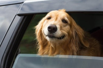Ugh… Vomit! Car Sickness and Dogs – Causes and Solutions – McCann ...