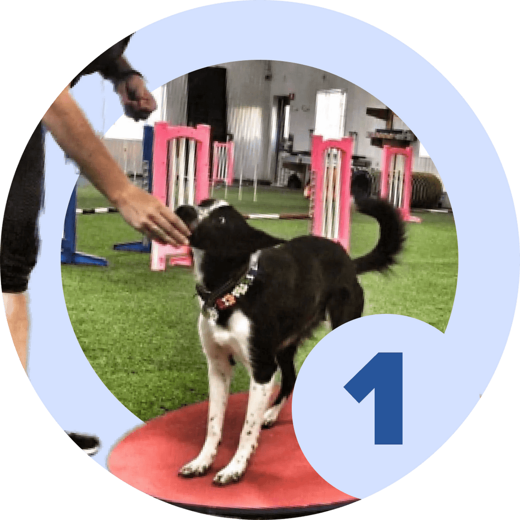 Classes – McCann Professional Dog Trainers