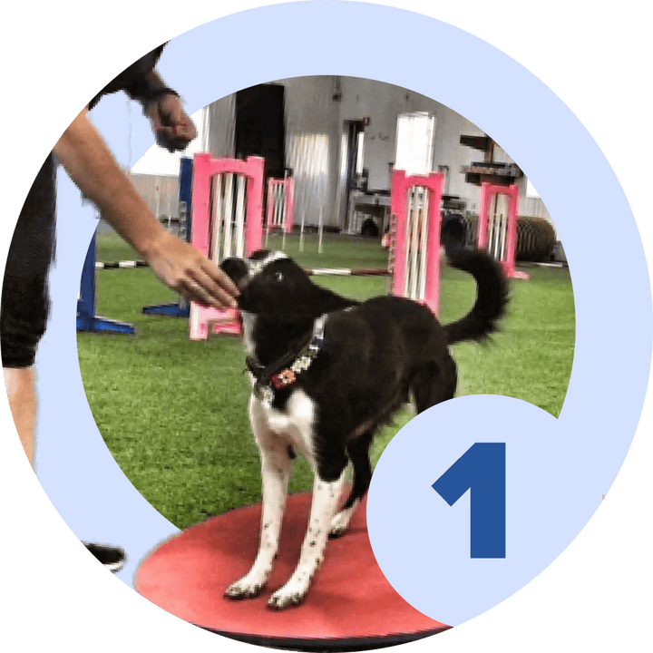 Classes – McCann Professional Dog Trainers