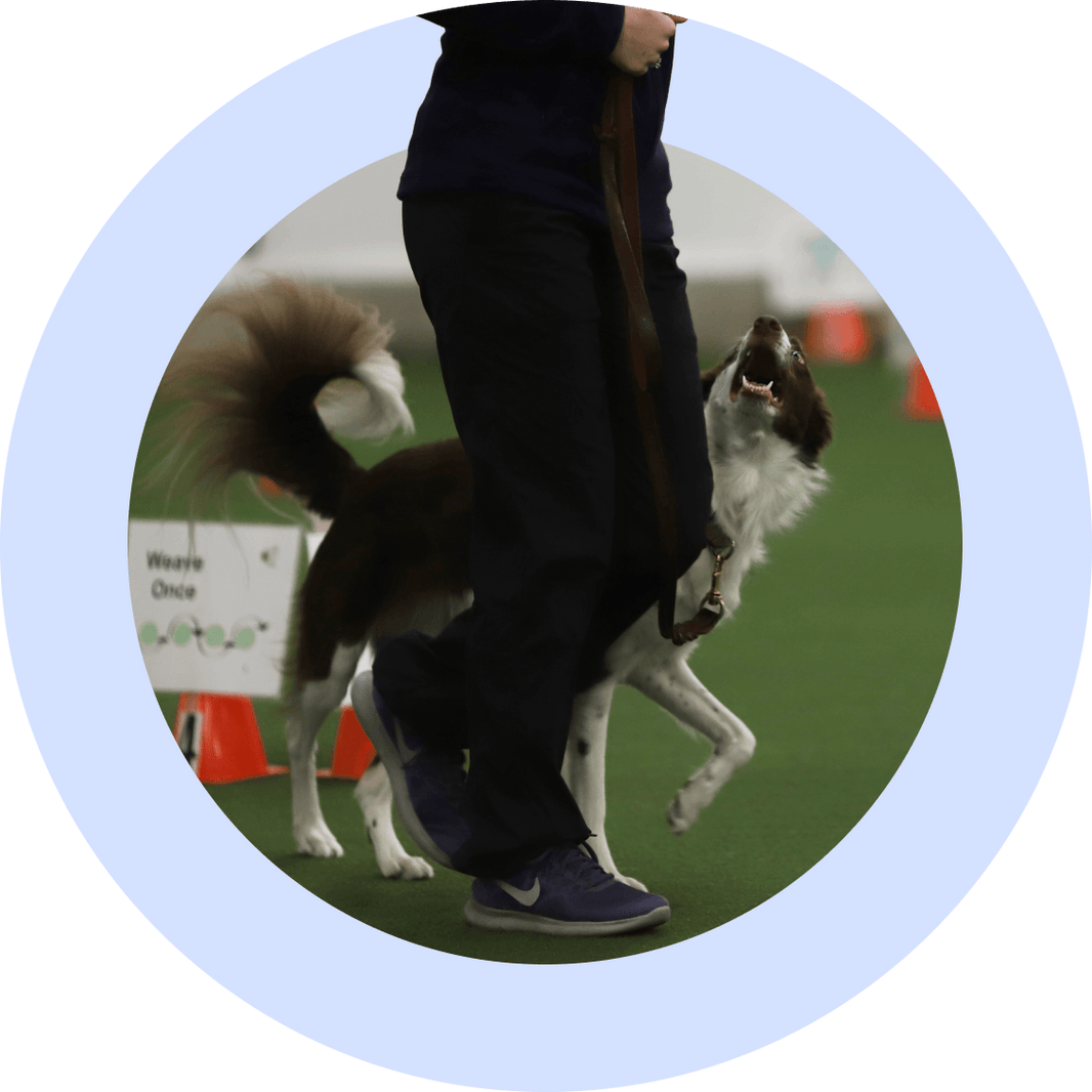 Classes – McCann Professional Dog Trainers