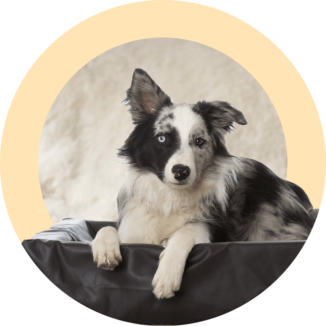 Classes – McCann Professional Dog Trainers
