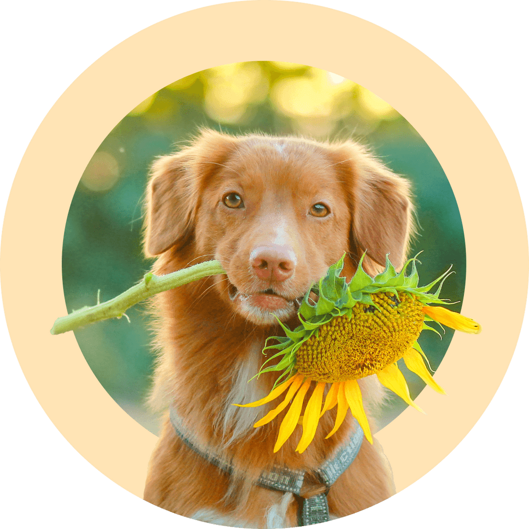 Classes – McCann Professional Dog Trainers