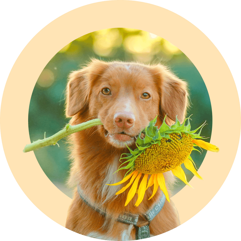 Classes – McCann Professional Dog Trainers