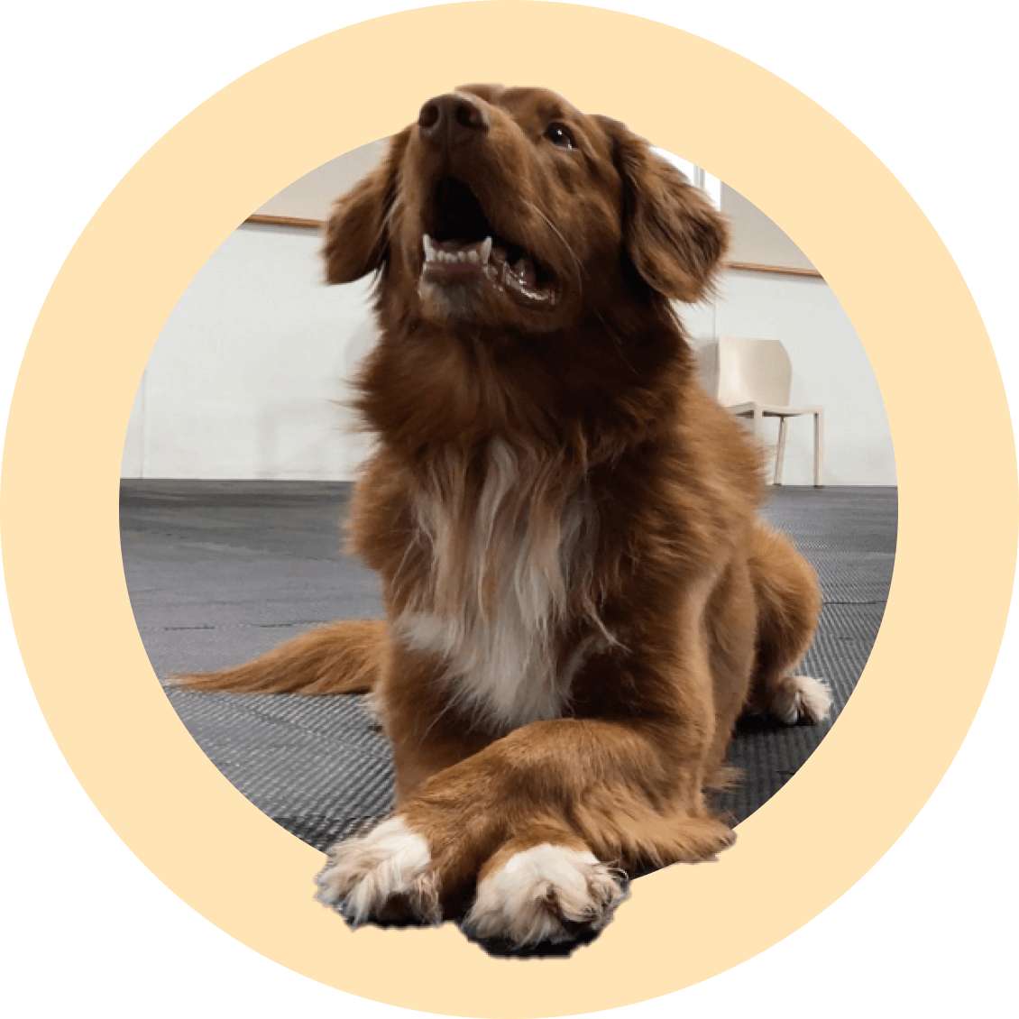 Trick Cross Your Feet McCann Professional Dog Trainers Trick Cross Your Feet McCann Professional Dog Trainers